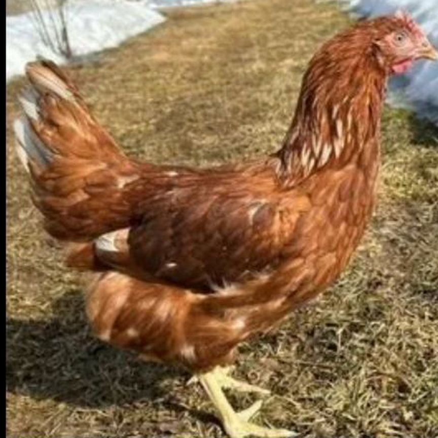 Куры несушки