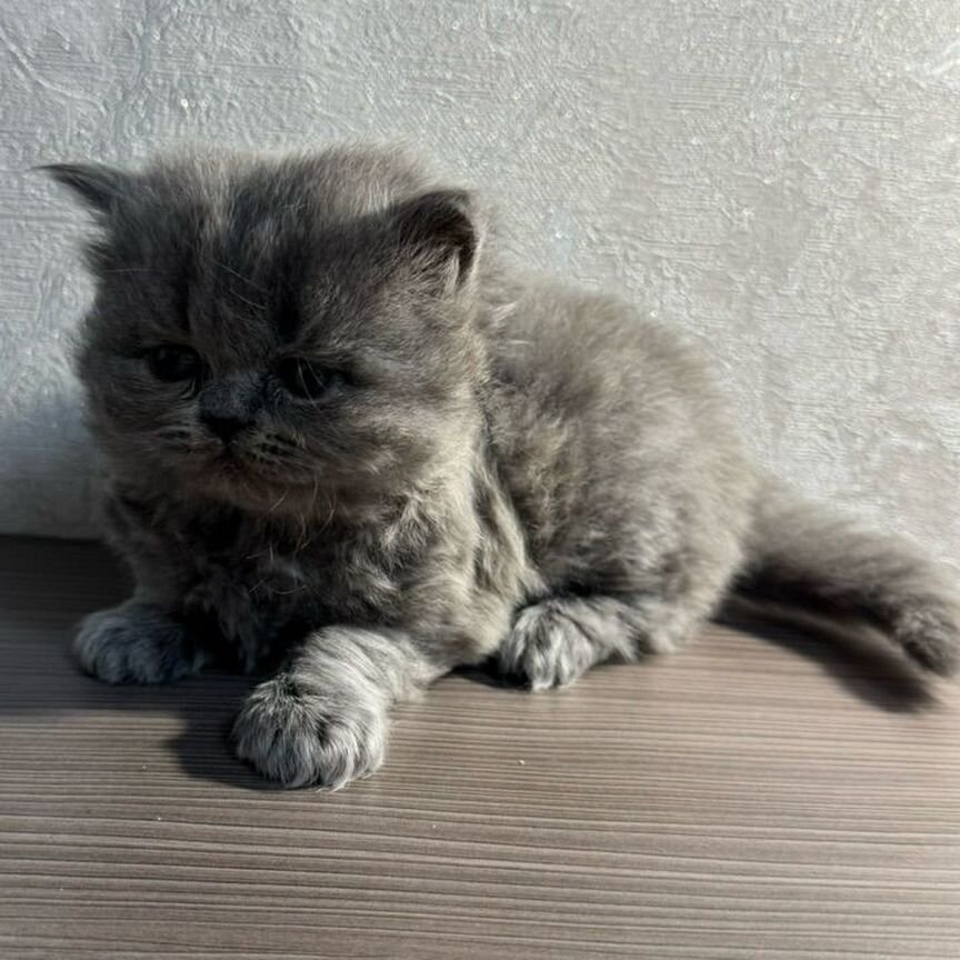 Британские котята