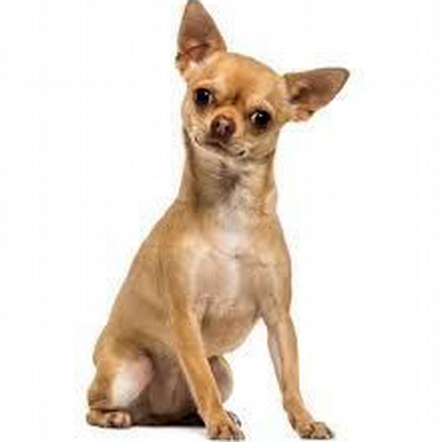 Чихуахуа, взрослая собака