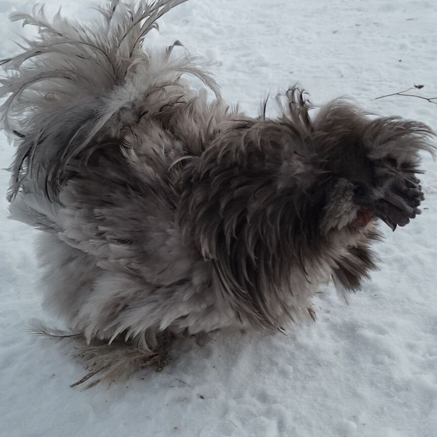 Продам карликовых и декоративных курочек