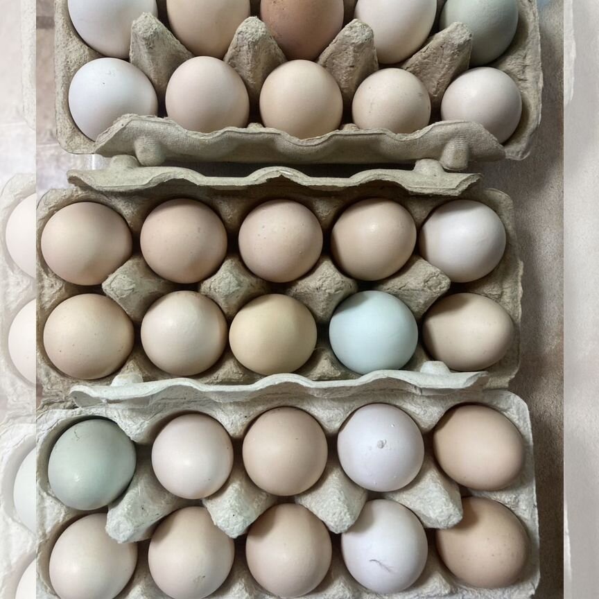 Ия помесных кур