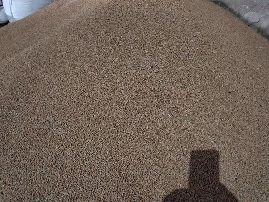 Ячмень яровой, Семечко корма