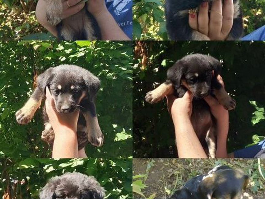 Щенки в дар(девочки)