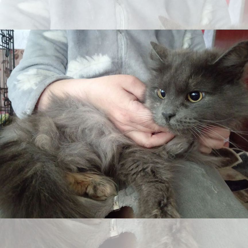 Взрослая, кошка в добрые руки