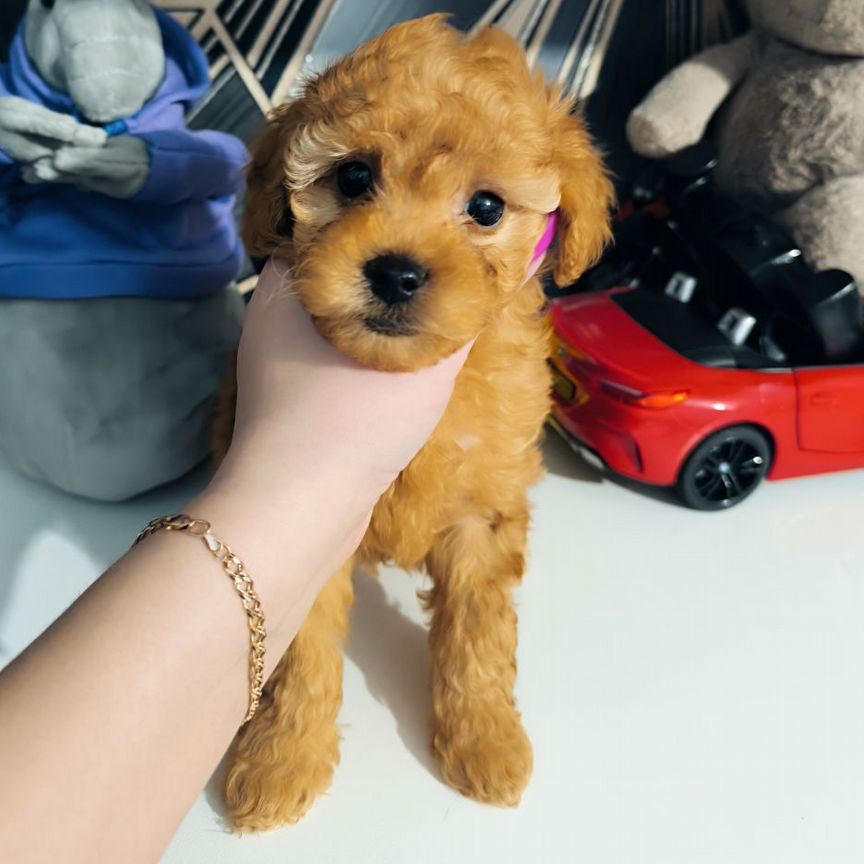 Той-пудель, щенок