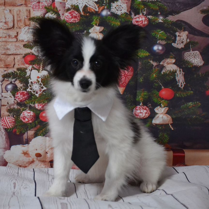 Континентальный той-спаниель папильон, щенок