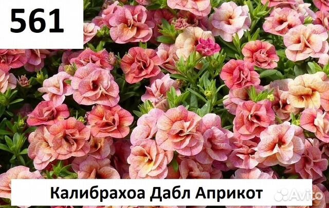 Черенки калибрахоа купить в Красноярске | Товары для дома и дачи | Авито