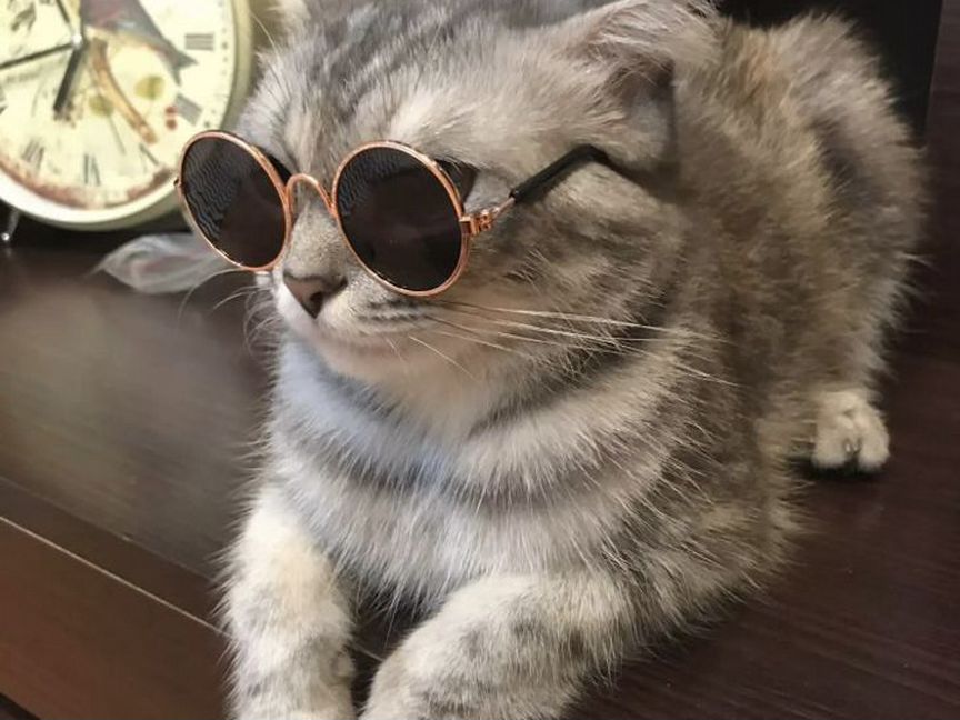 Очки для кота