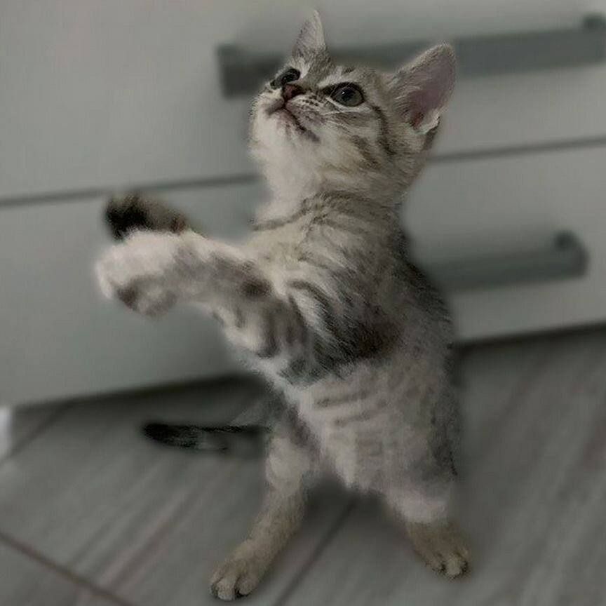 Шотландский вислоухий длинношёрстный котёнок