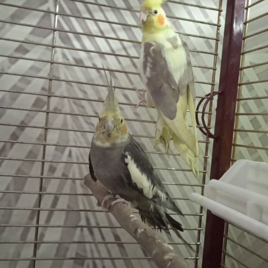 Попугай корелла 2 шт