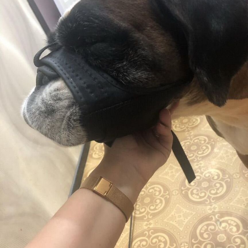 Намордник для немецкого боксера