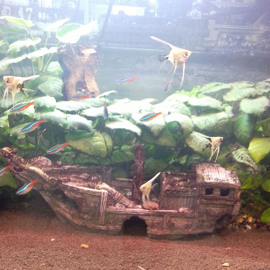 Мальки скалярии