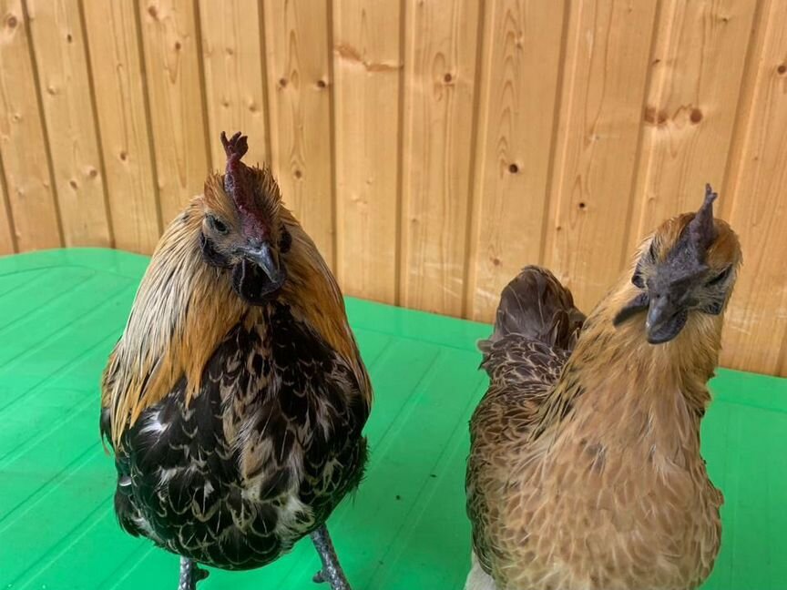 Курица Ухейилюли и петух Лакендази