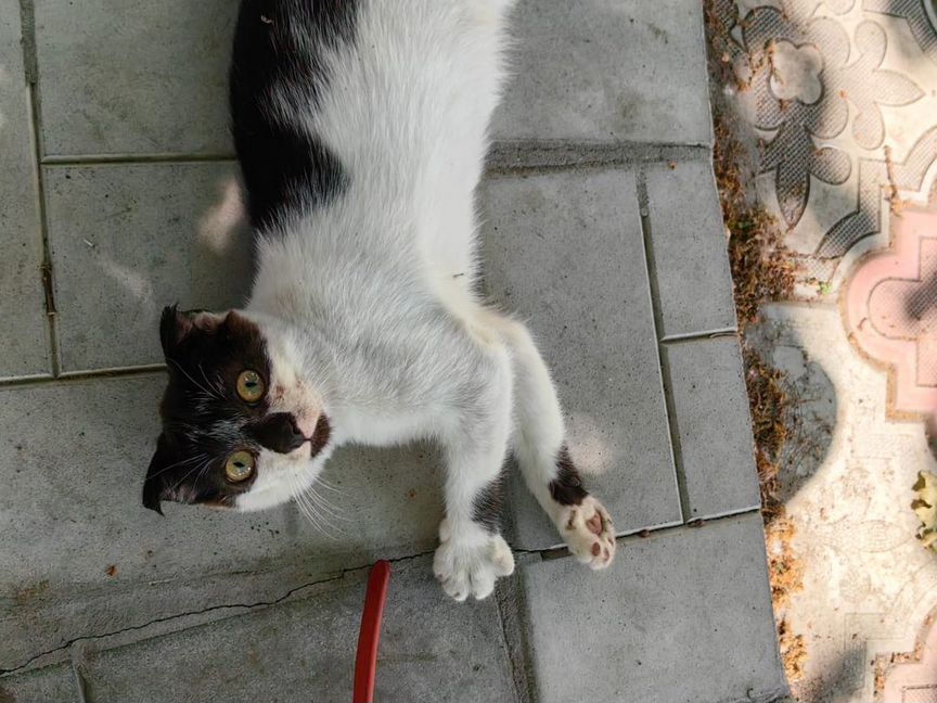 Удивительный котенок ищет дом