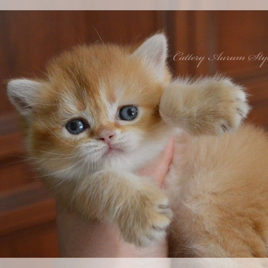 Шотландская прямоухая золотая шоколадная шиншилла