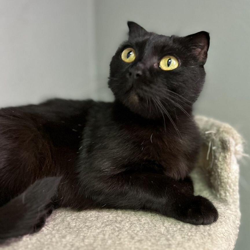 Кошечка Боня