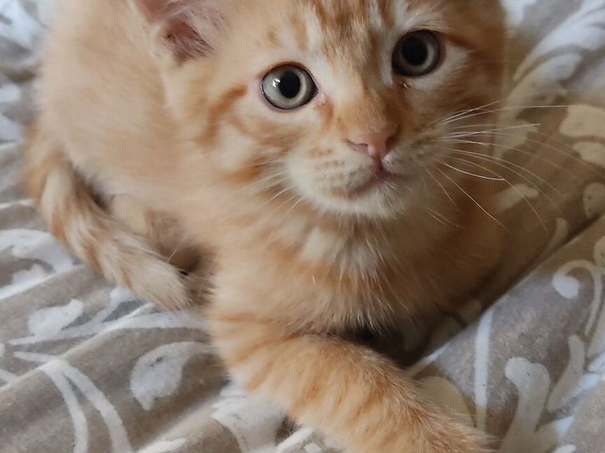 Котëнок