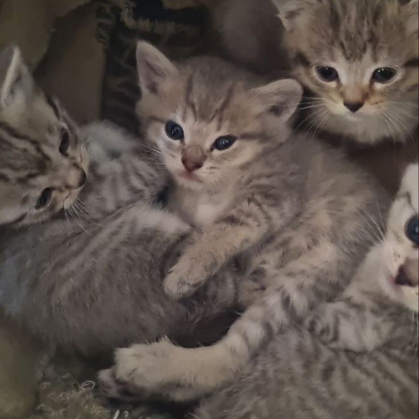 Британские котята