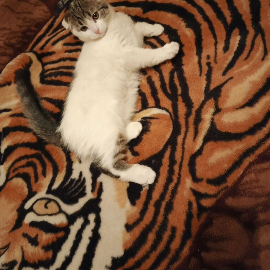 Отдам шотландского котенка