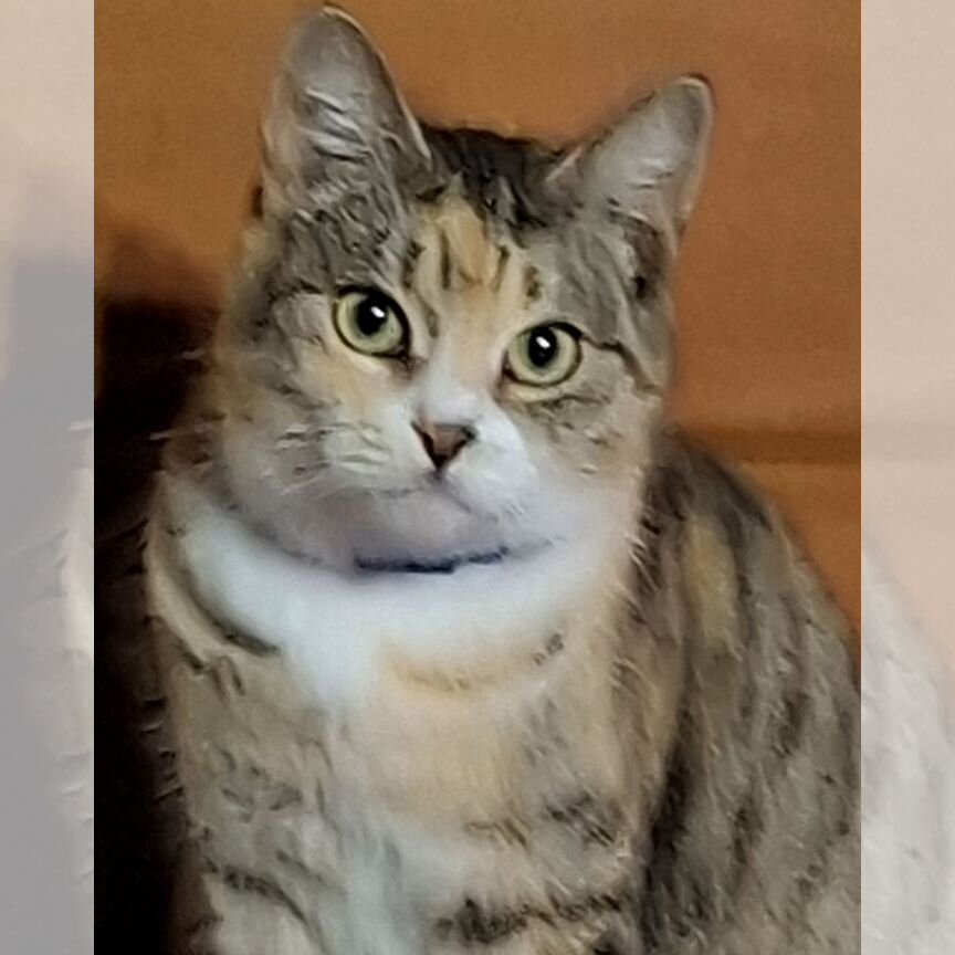 Взрослая кошка в добрые руки