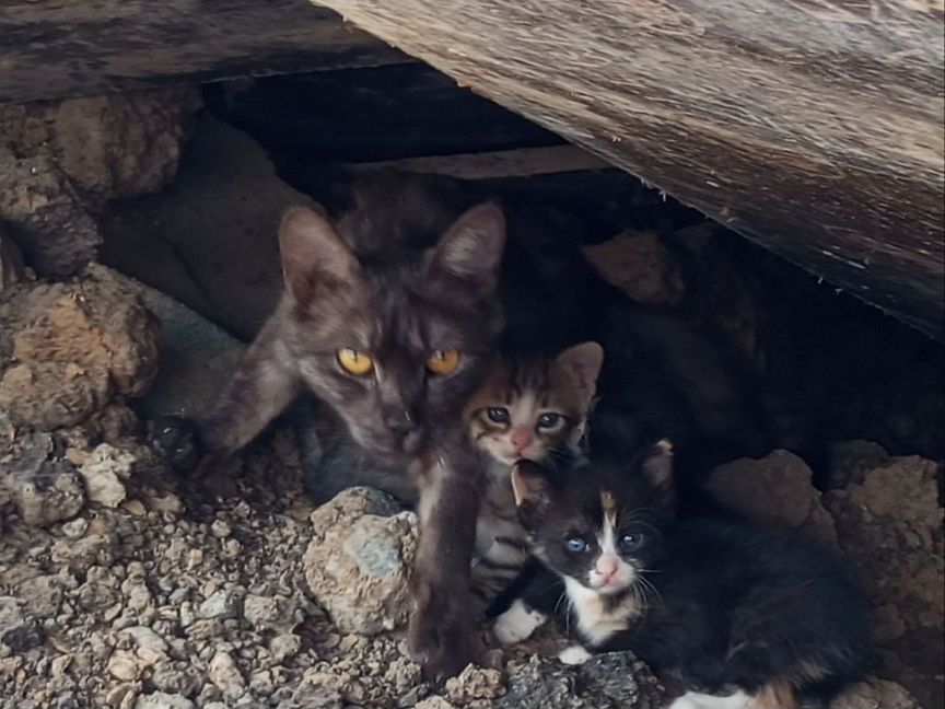 Котята 5шт ищут дом