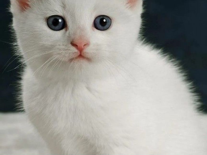 Котята в добрые руки приучены к лотку