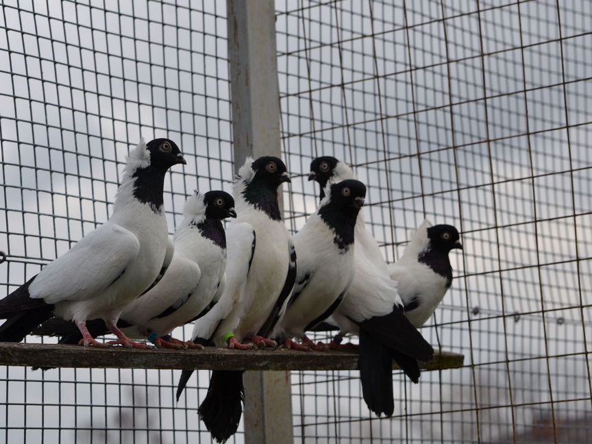 Голуби крестовые монахи
