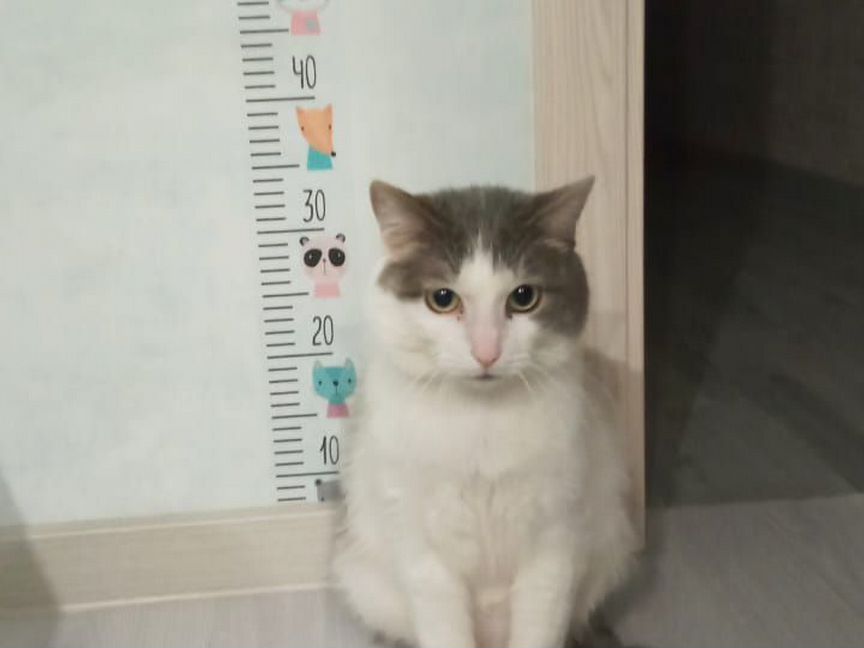 Отдам кота в добрые руки