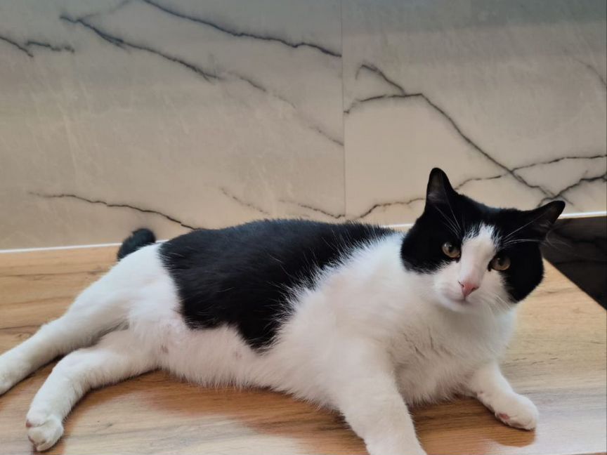 Отдам кота в добрые руки