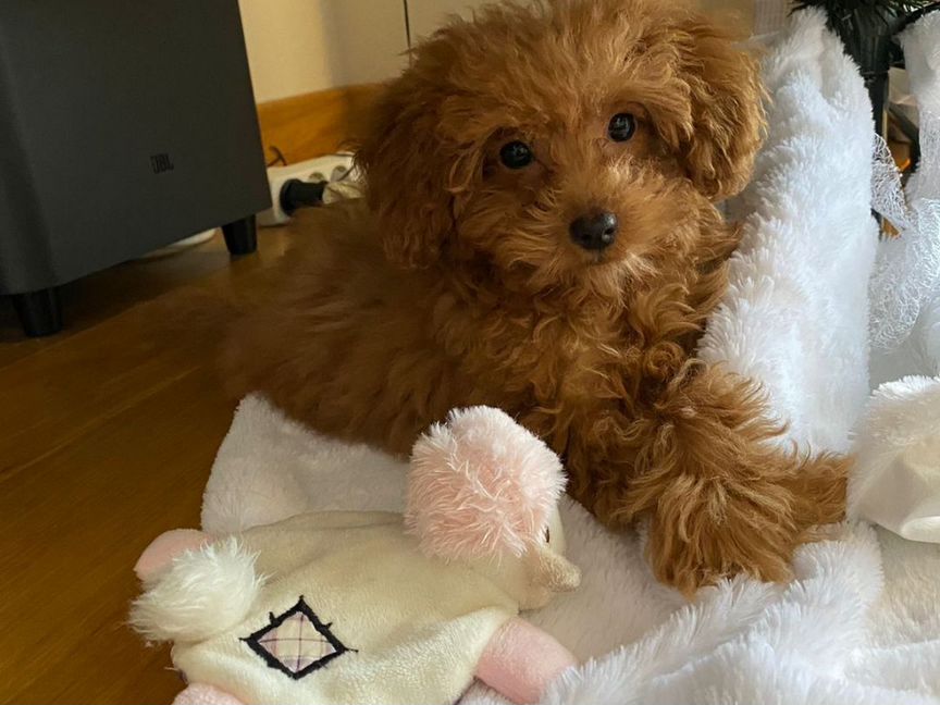 Мальтипу микро мальчик ф1