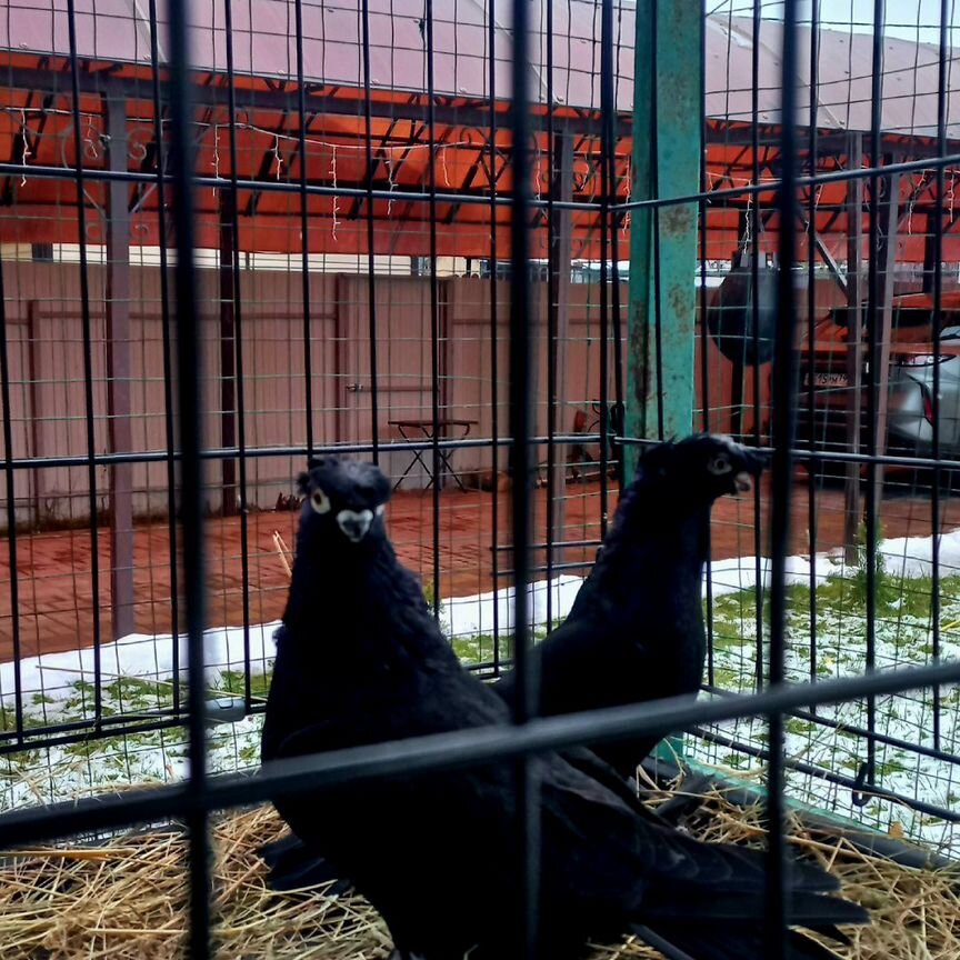 Голуби узбекские