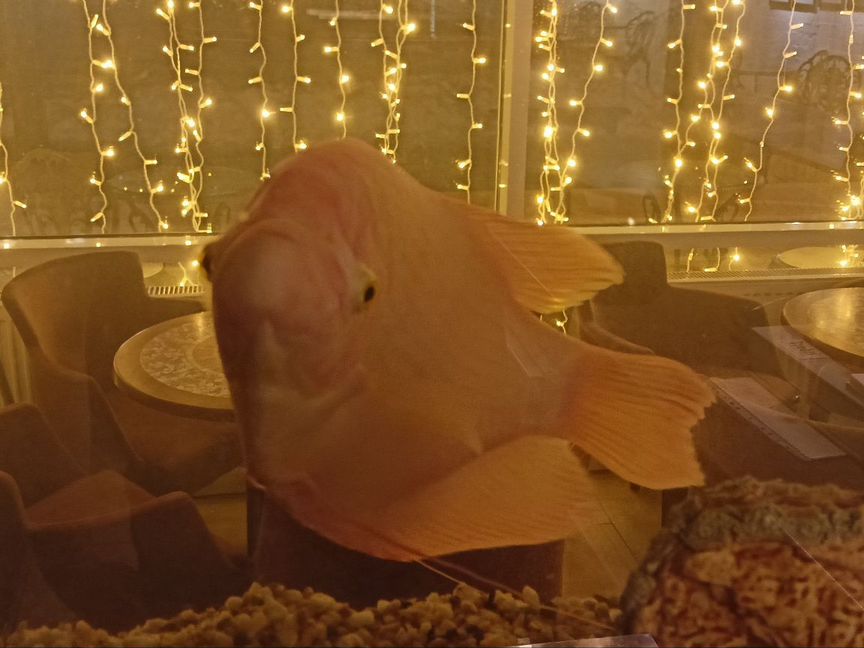 Огромный мистер рыб