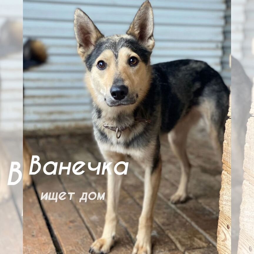 Щенок в добрые руки