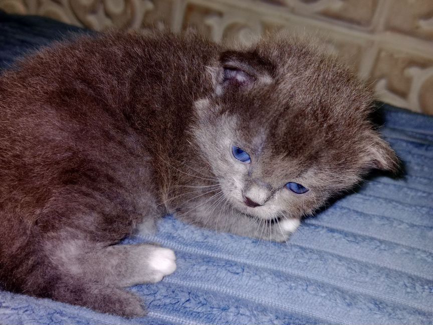 Полу британец