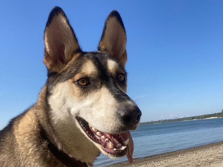 Метисочка хаски