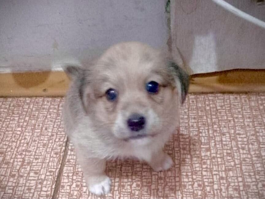 Щенки от маленькой собачки (будут маленькие )