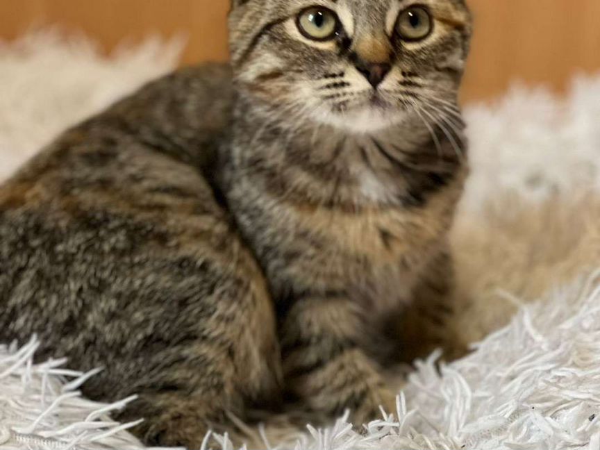 Кошка