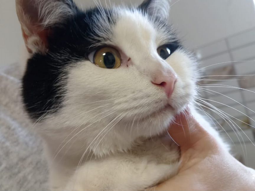 Кошка