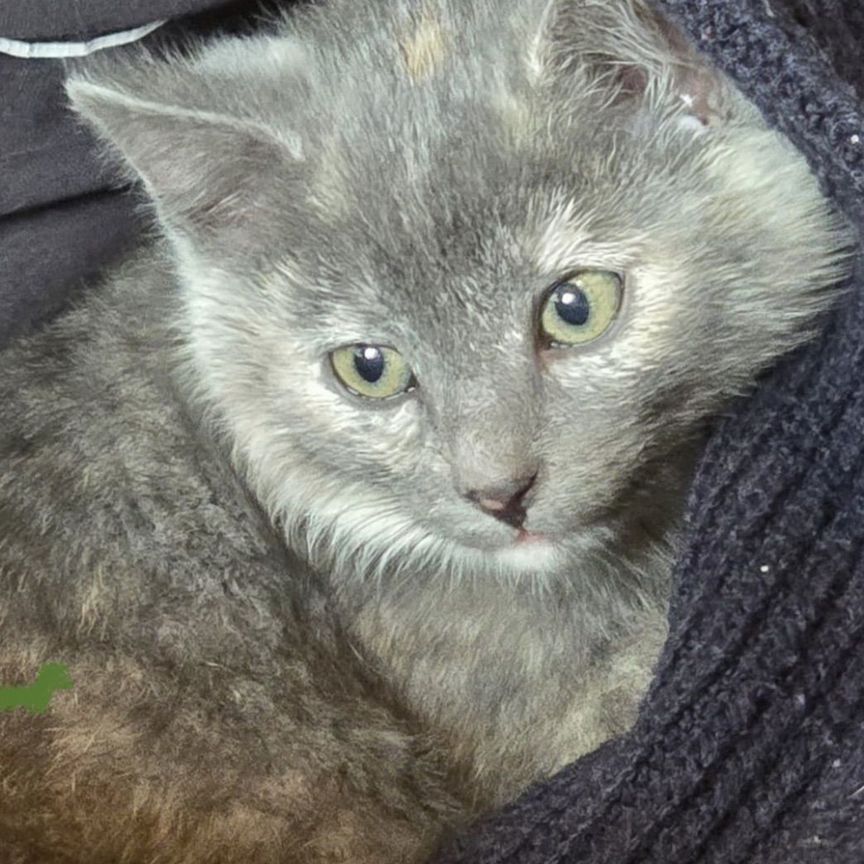 Котёнок девочка в добрые руки