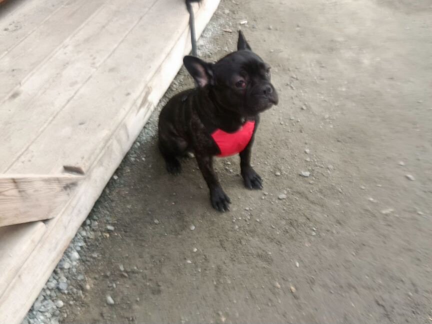 Французский бульдог