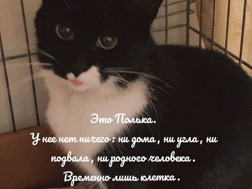 Кошечке Польке негде жить
