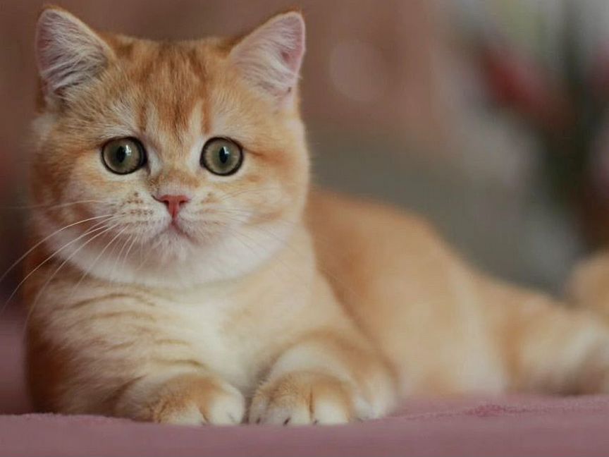 Британская золотая шиншилла