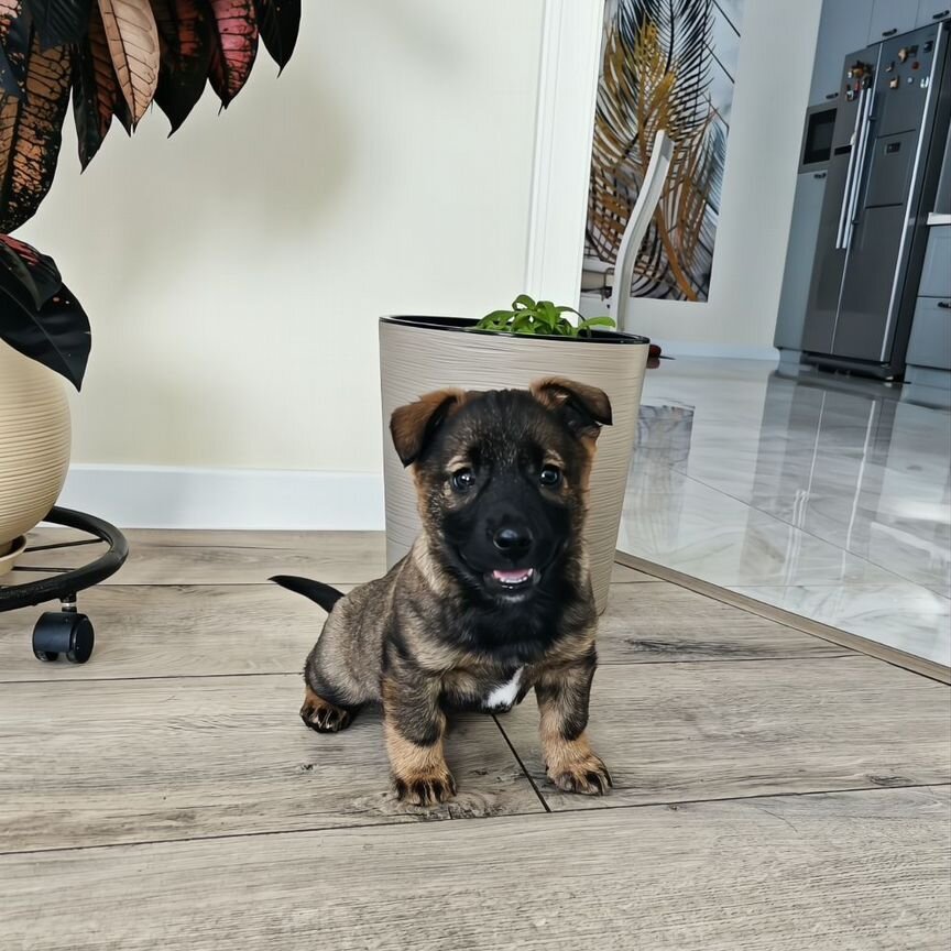 Щенок в добрые руки