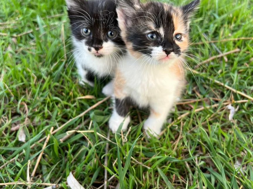 Кошки в добрые руки