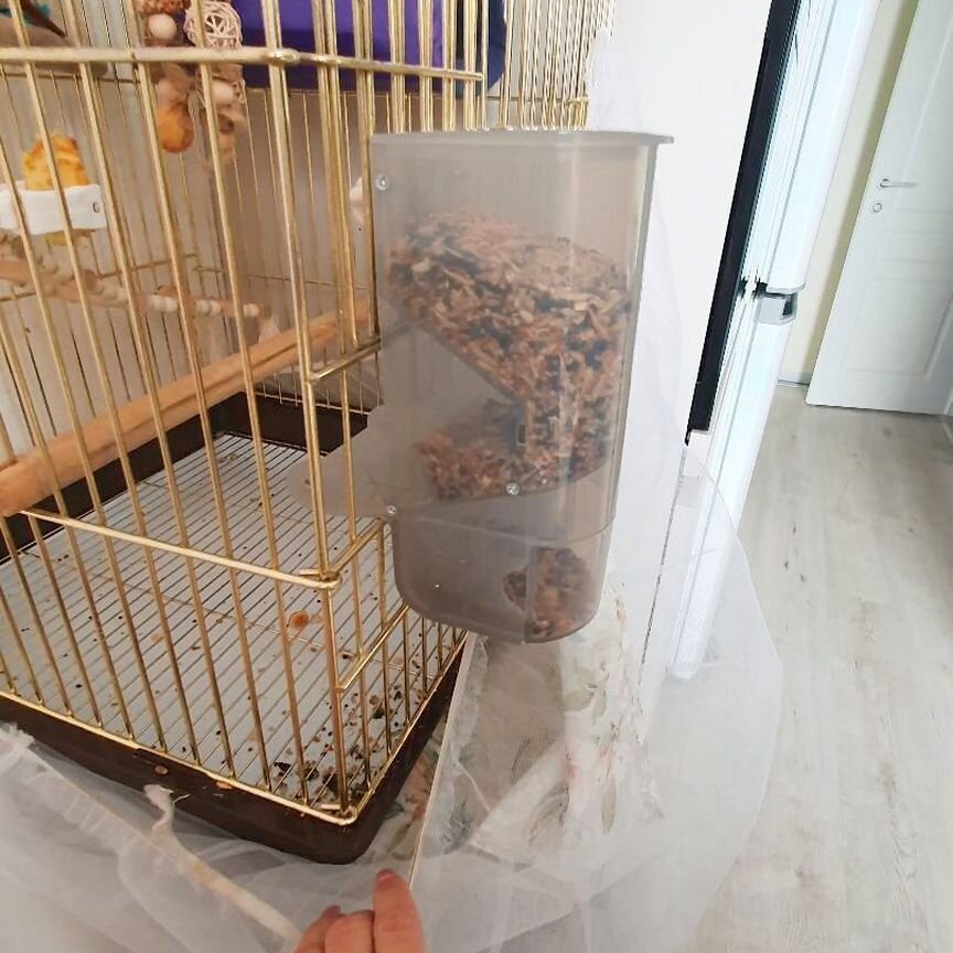 Попугай пиррура