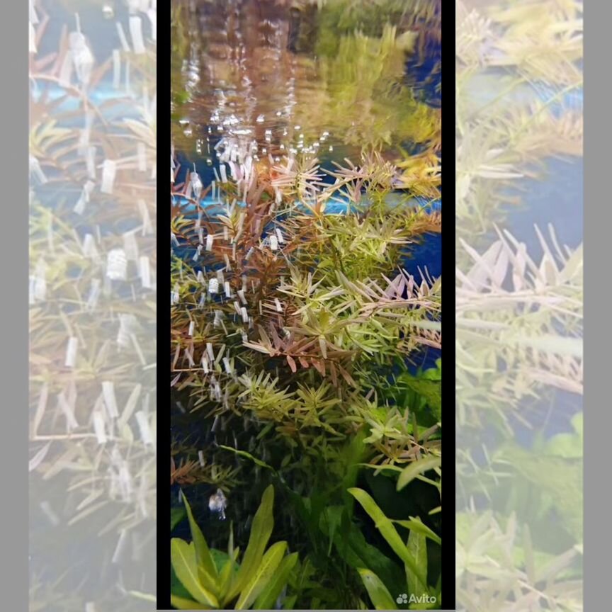 Прополка: Ротала, Гигрофила многосеменная