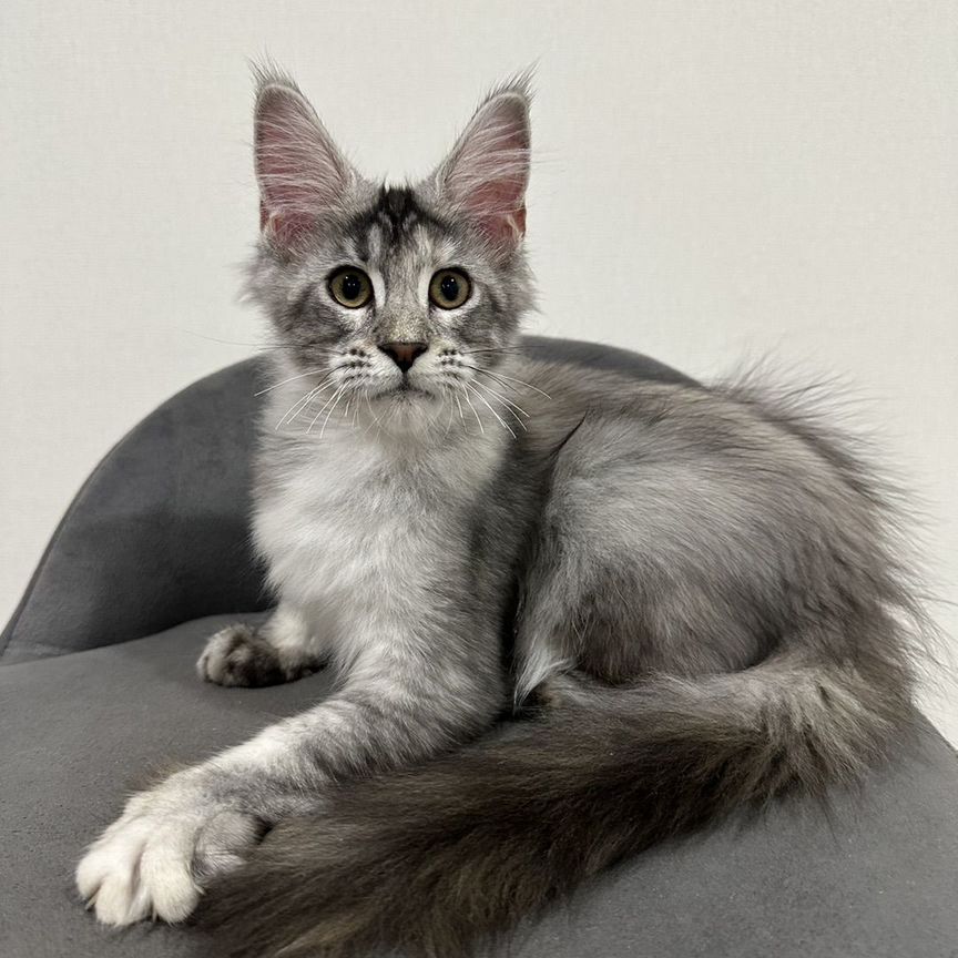 Мейн-кун девочка