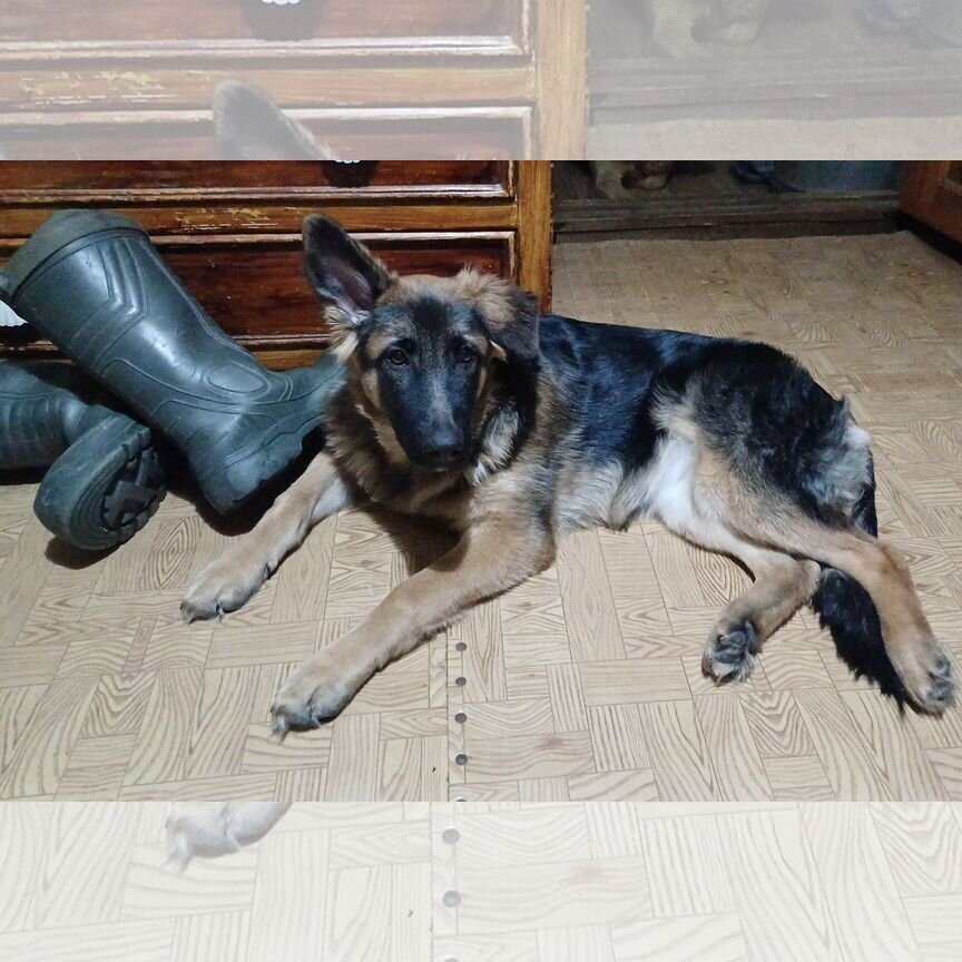 Немецкая овчарка, щенок