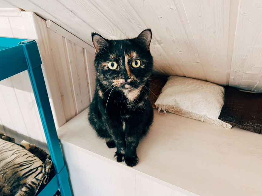 Спасённая кошка нуждается в доме