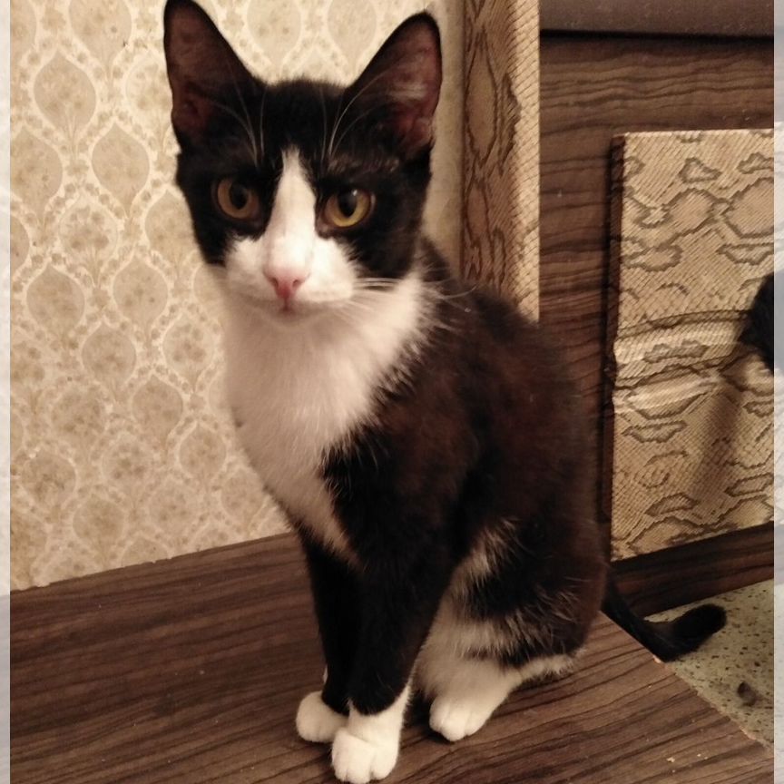 Котик ищет дом, кастрат. ходит на лоток